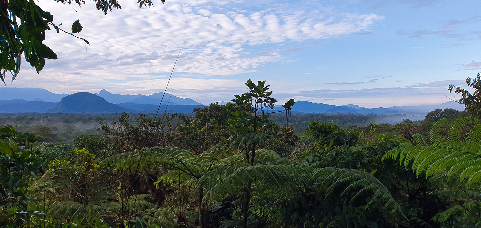 Manejo mejorado y protección de la Reserva Natural La Planada KBA ...